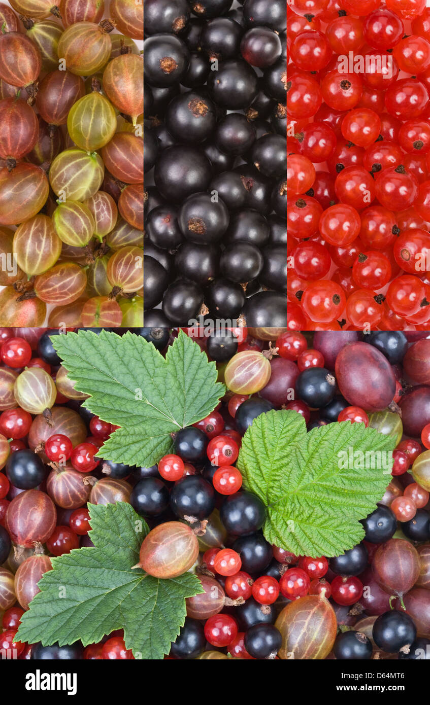Shiny berries hi-res stock photography and images - Alamy