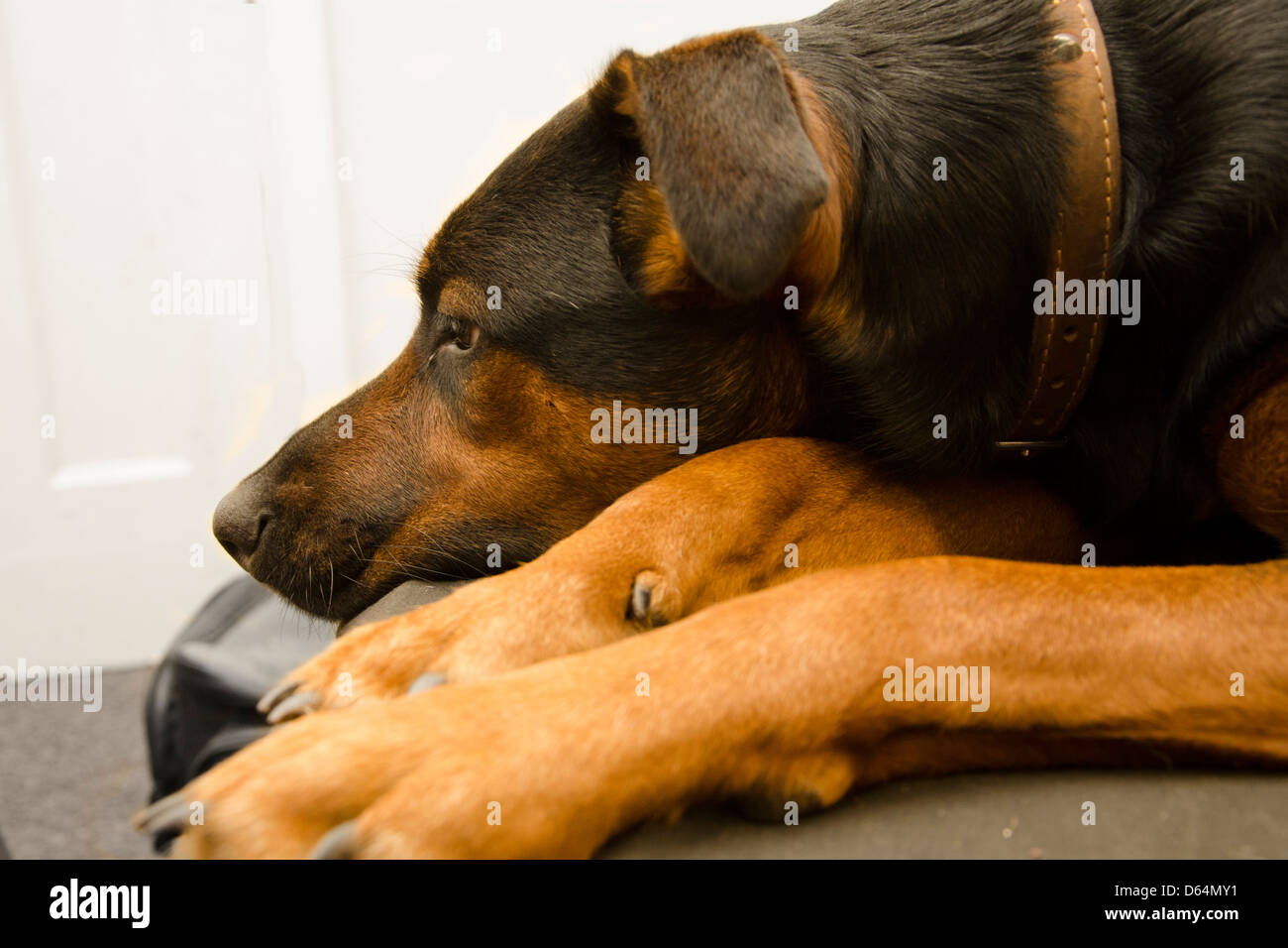Resting dog hi-res stock photography and images - Alamy