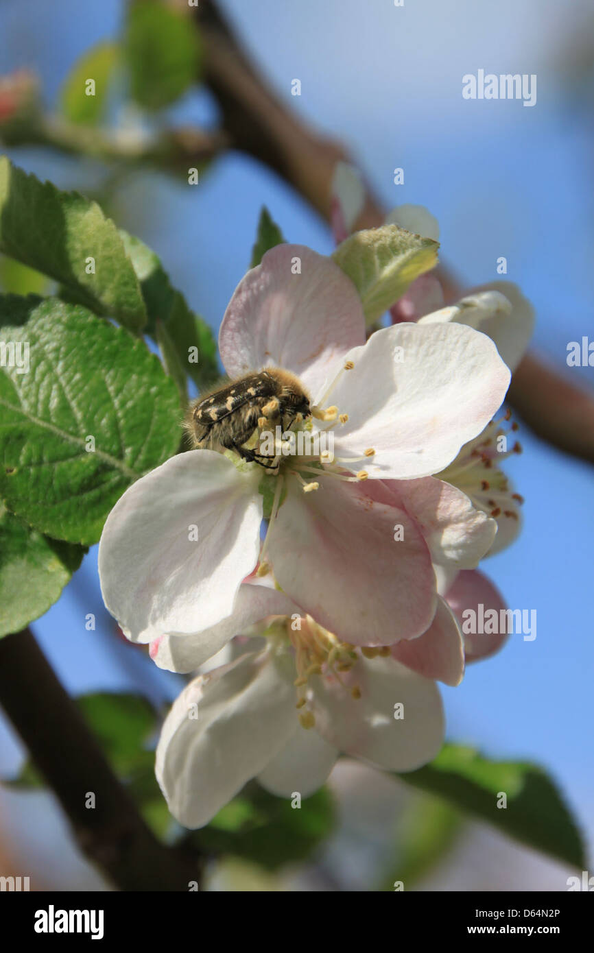 Hairy beetles are seen pollinating apple flowers in this close-up shot ...