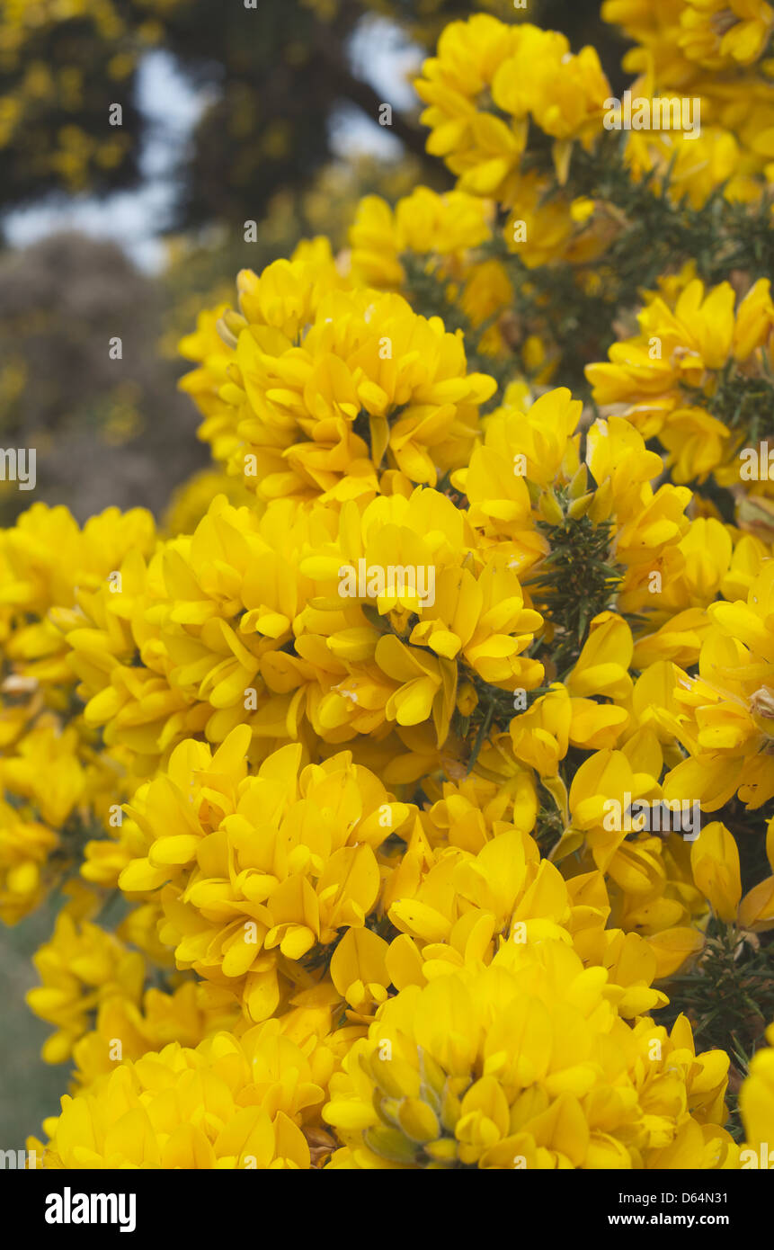 Gorse (Ulex europaeus) on New Zealand hillside Stock Photo - Alamy