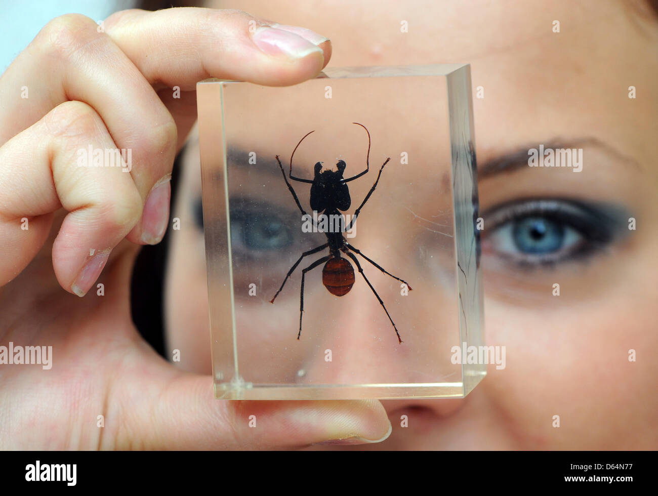 Nadja Doering presents an ant of the Camponotus gigas species in a cast ...