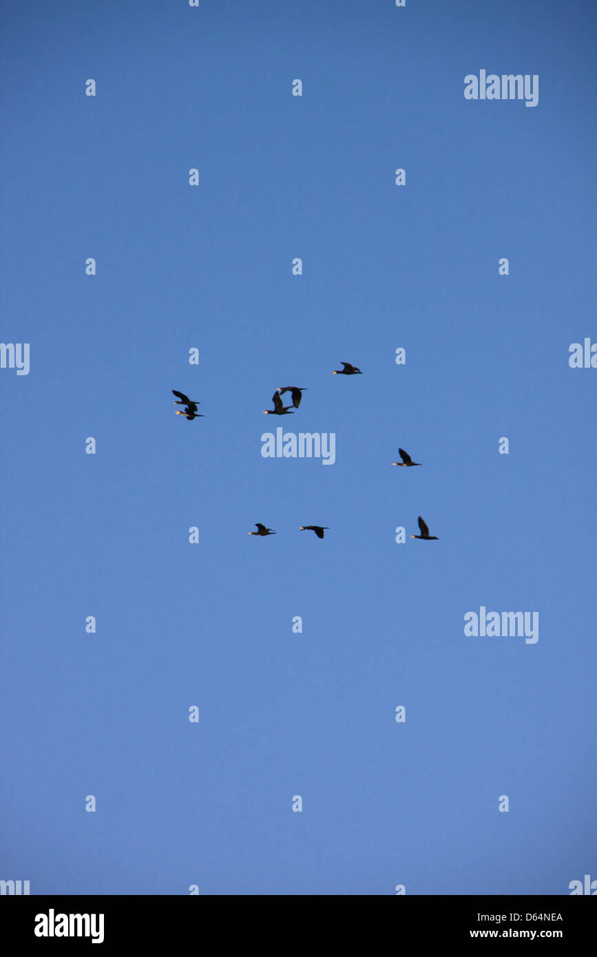 Flock of ducks in flight hi-res stock photography and images - Alamy