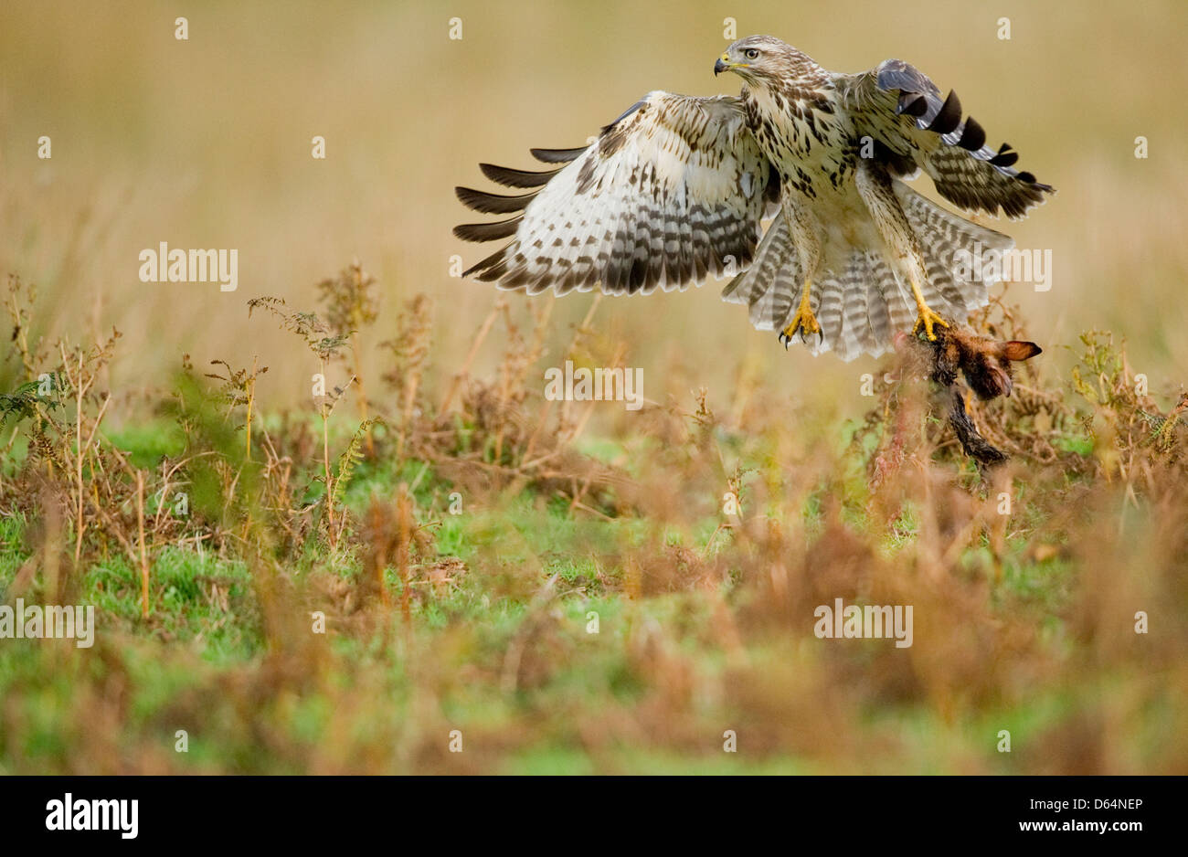 Wild buzzard uk hi-res stock photography and images - Alamy