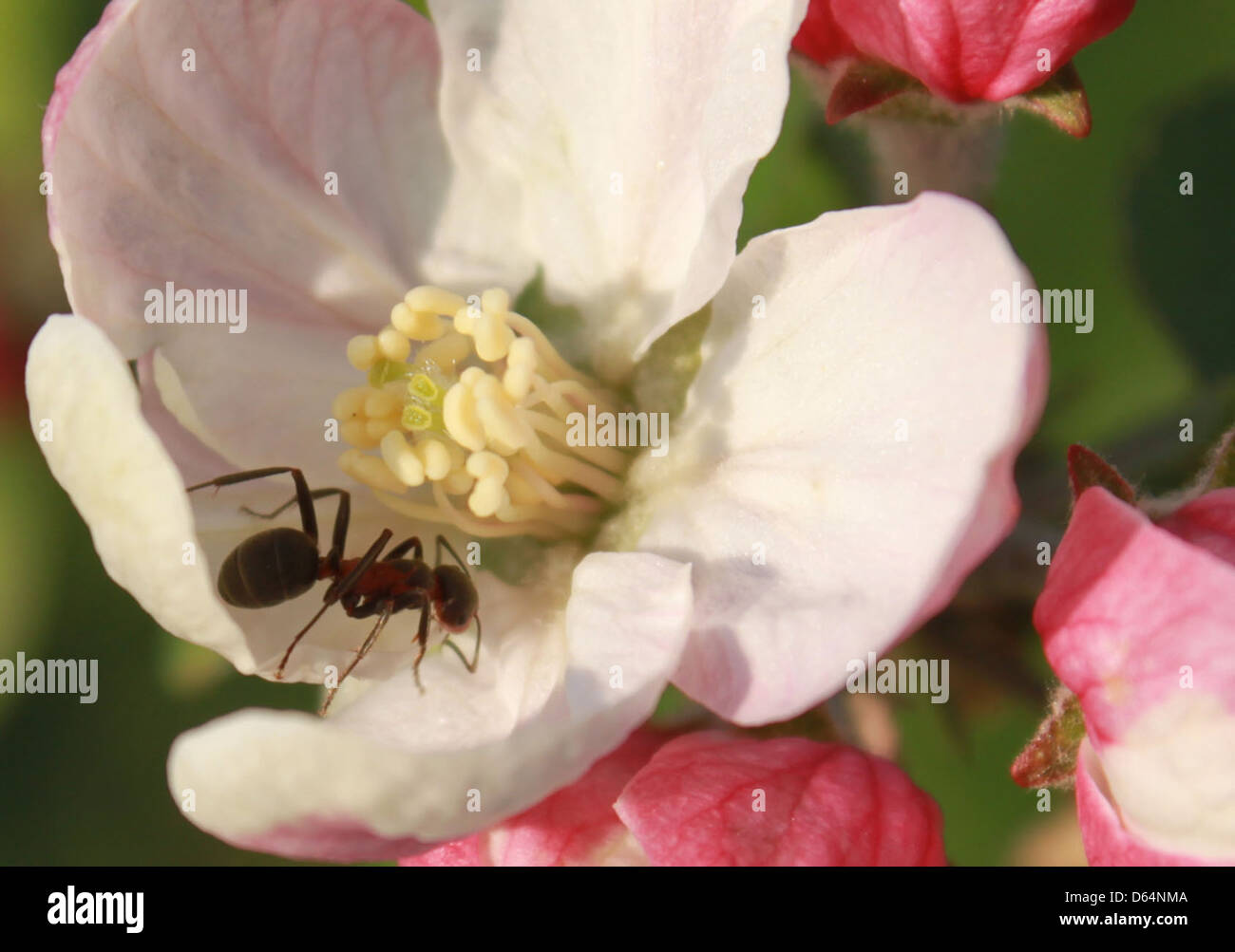 Ant climbing hi-res stock photography and images - Alamy
