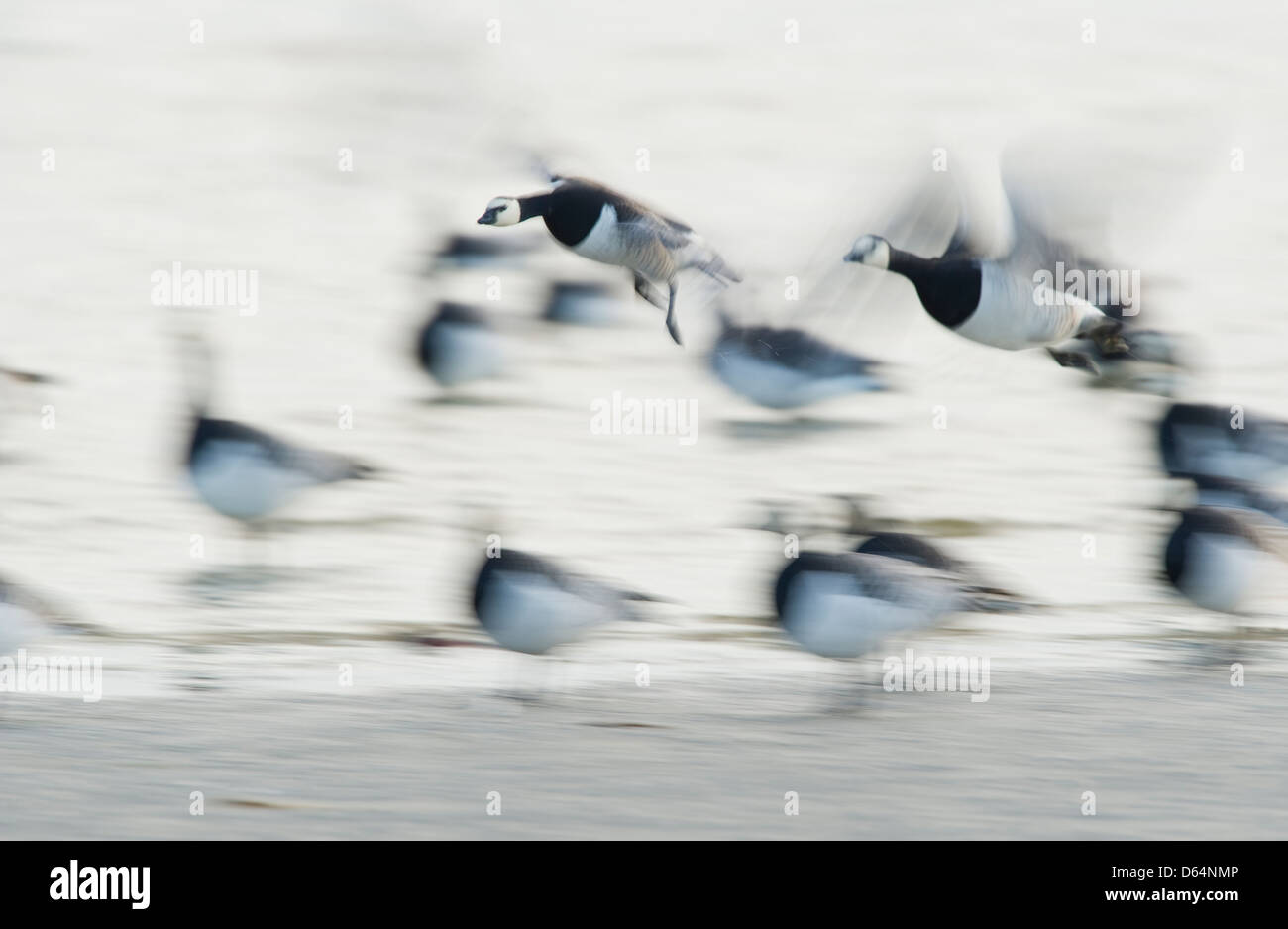 Barnacle Geese, Branta leucopsis, flying over the waters edge (blurred ...