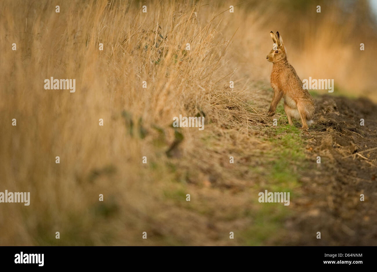 Hare sat field hi-res stock photography and images - Alamy