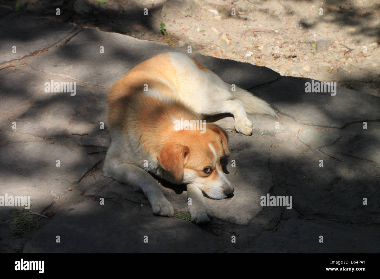 This image features stray dogs, captured in a somber moment ...