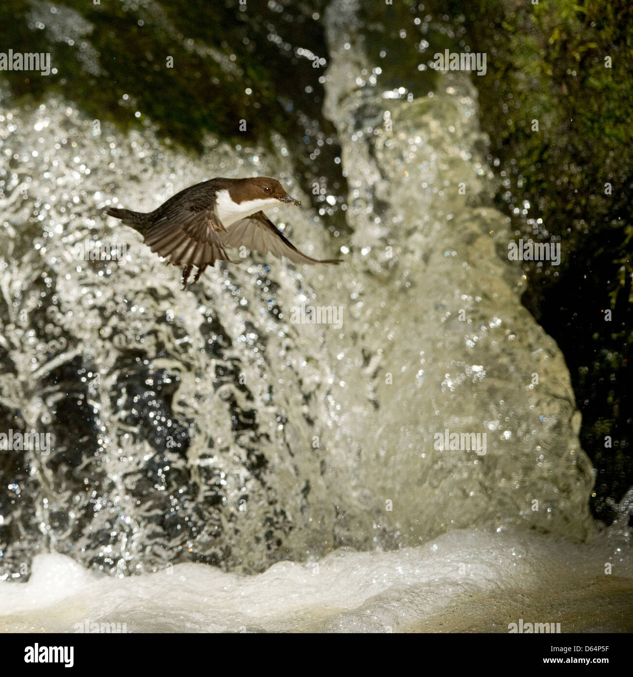 Dipper, Cinclus cinclus, in flight across the front of a waterfall ...