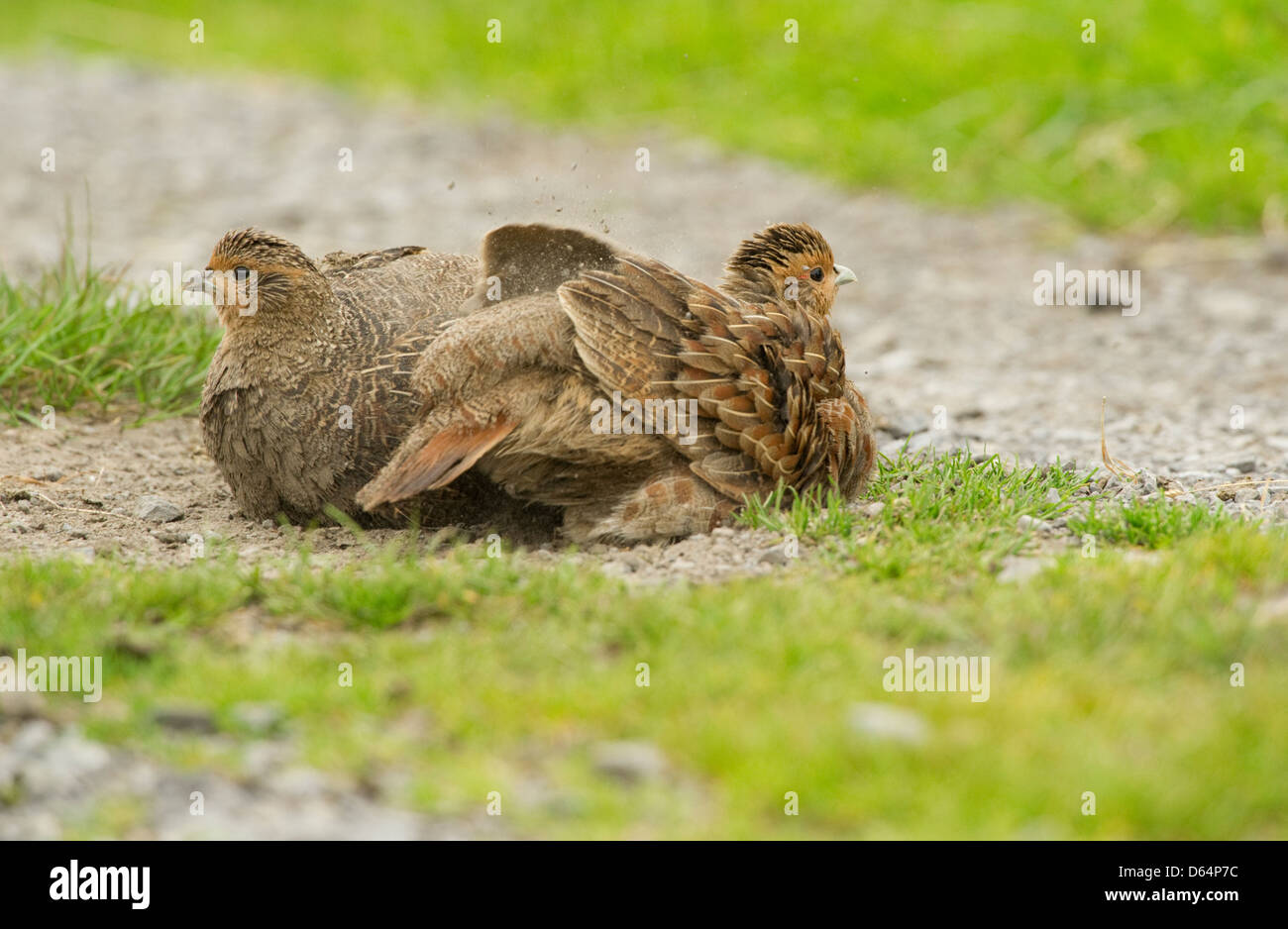 Grey partridge farm hi-res stock photography and images - Alamy