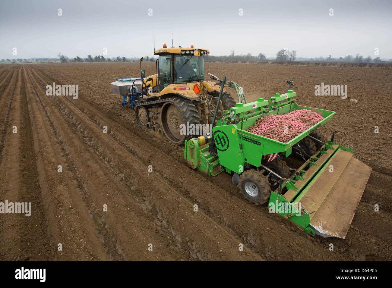 Planting potatoes with a four row planter in Lincolnshire Stock Photo ...