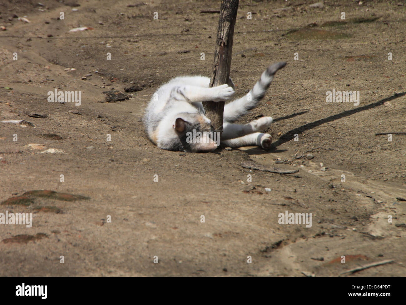 A playful cat enjoying its time in the yard, engaging with the ...