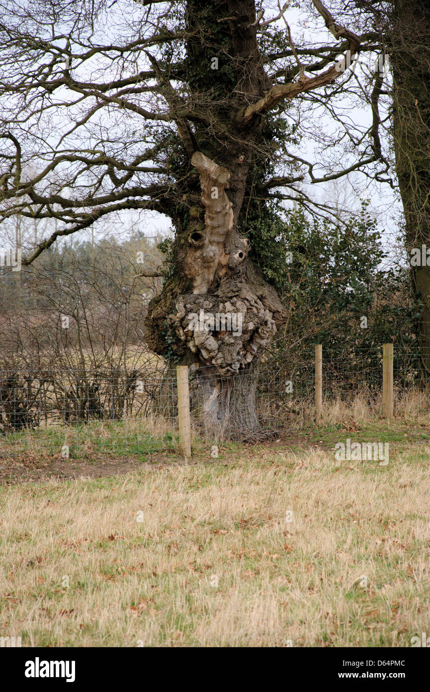 Scary tree hi-res stock photography and images - Alamy