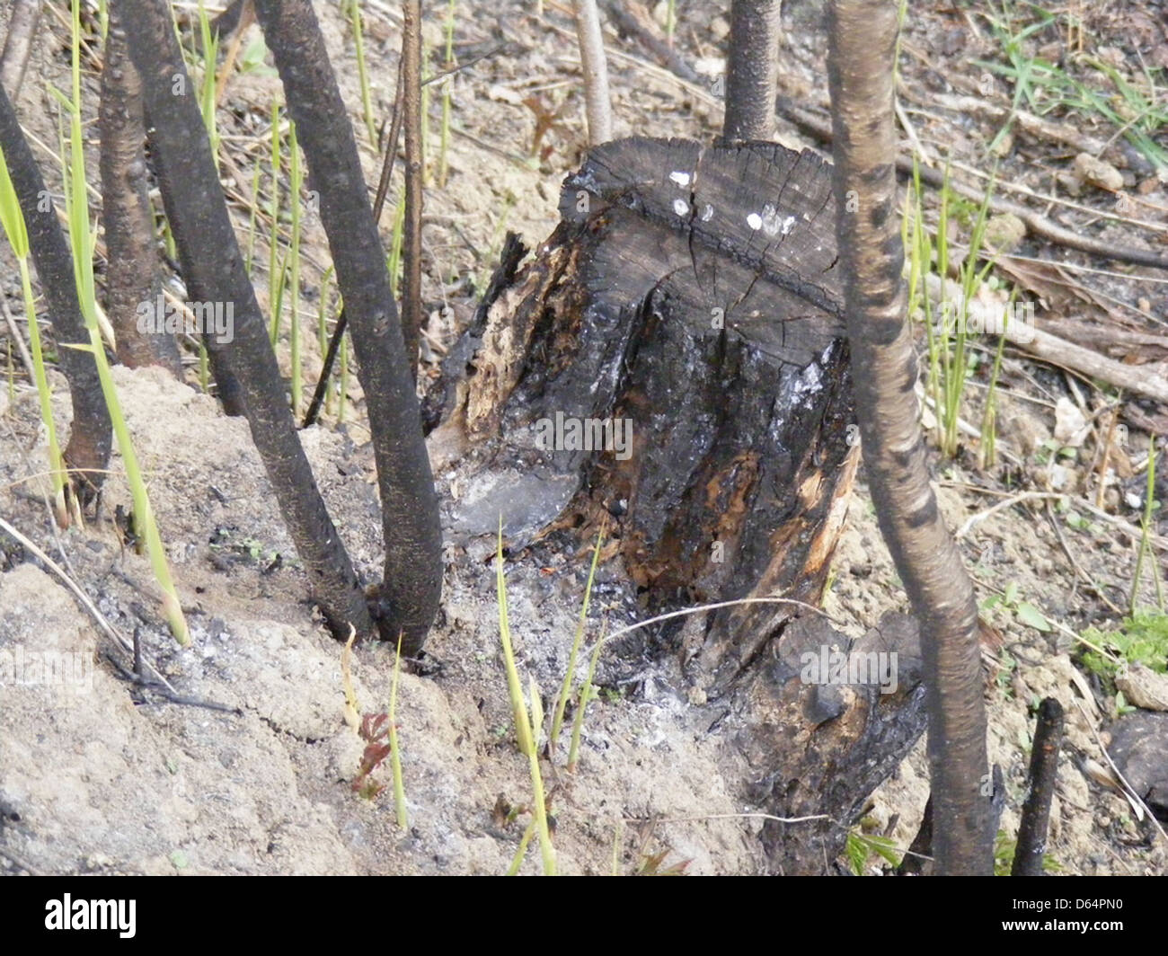 Burned tree stump hi-res stock photography and images - Alamy