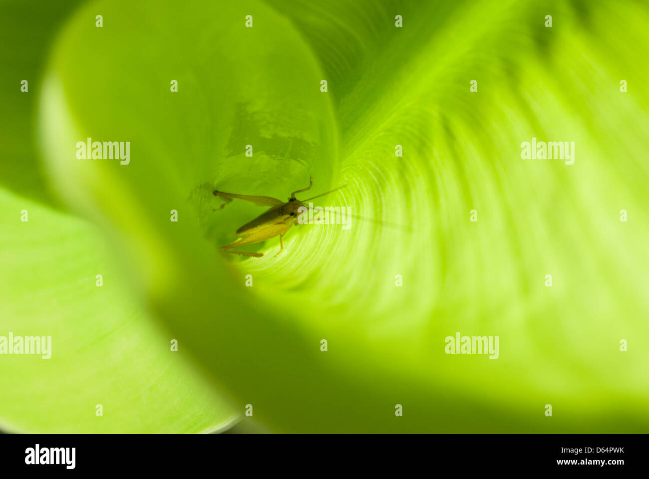Grasshopper inside of unfurling leaf Stock Photo - Alamy