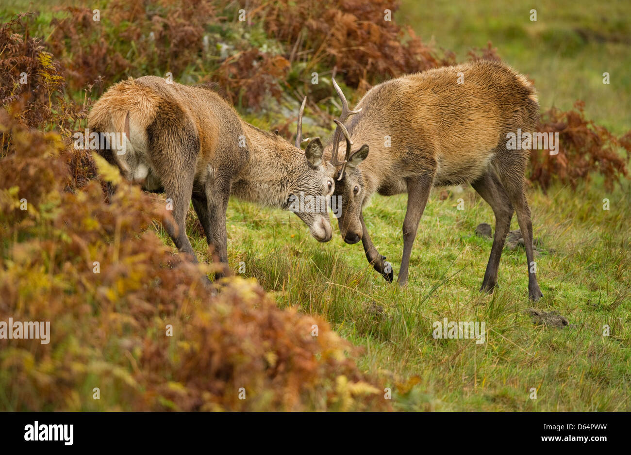 Two young stags rutting hi-res stock photography and images - Alamy