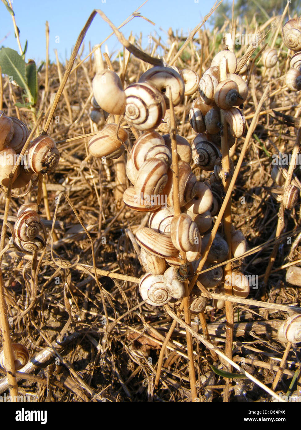 The image depicts snails crawling on grass, showcasing their natural ...
