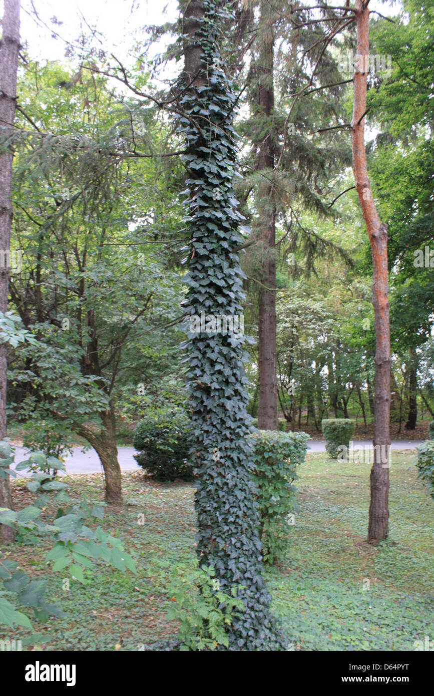 Ivy climbing trees in a forested area. The ivy vines twist around the ...
