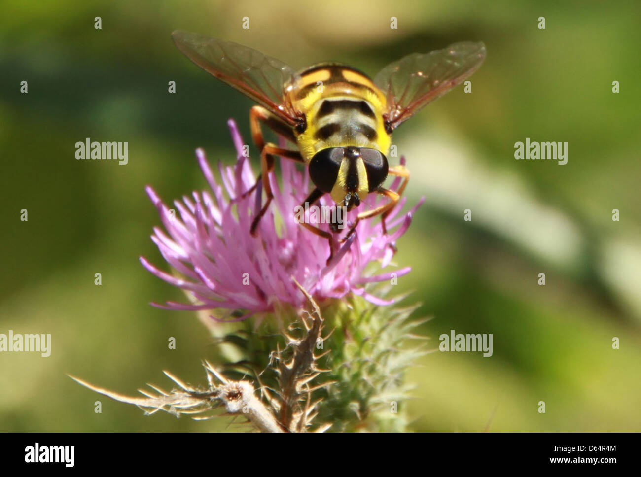 Striped bee hi-res stock photography and images - Alamy