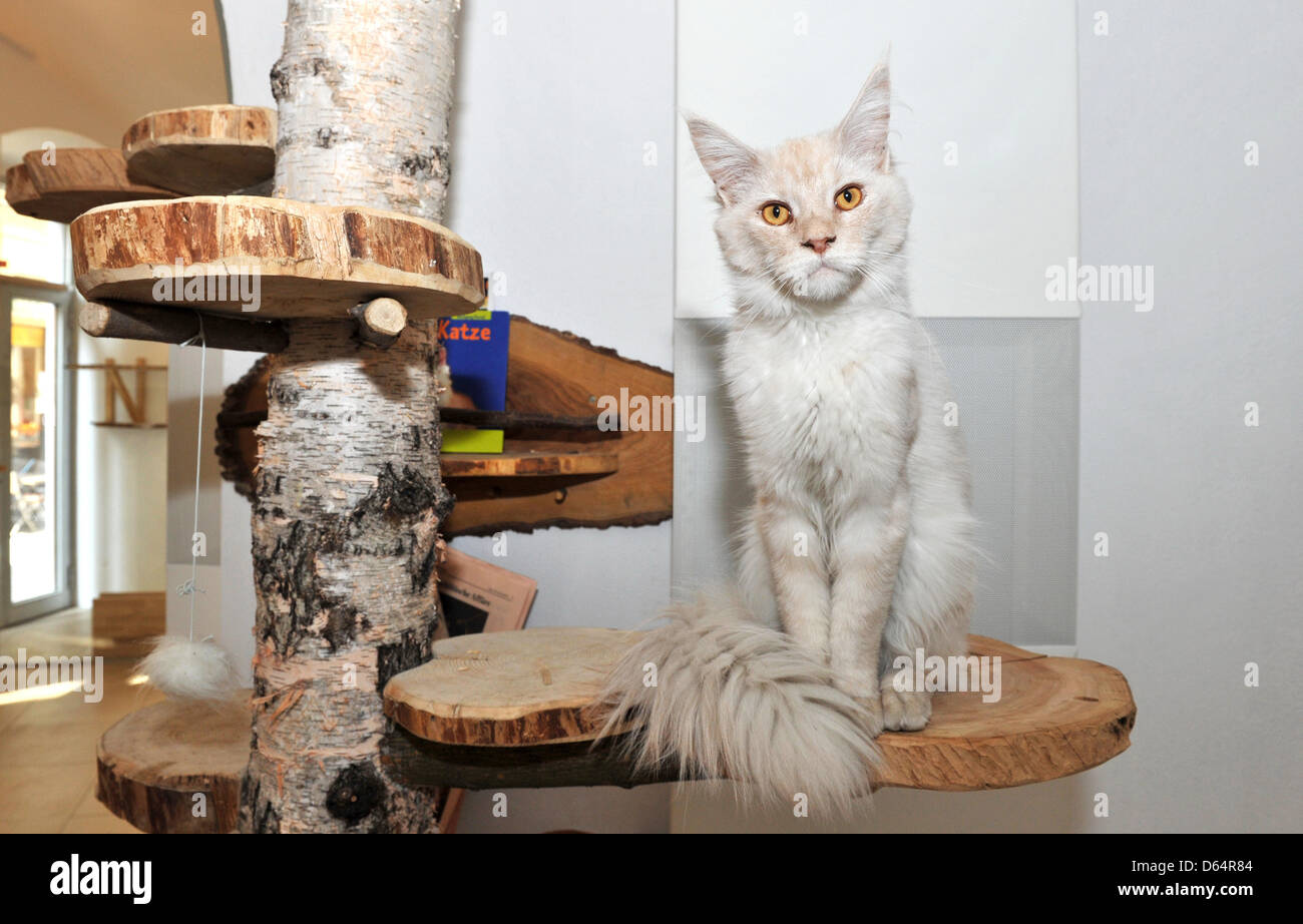 A cat sits on a cat tree at Café Neko (Japanese for 'Cat') in Vienna ...