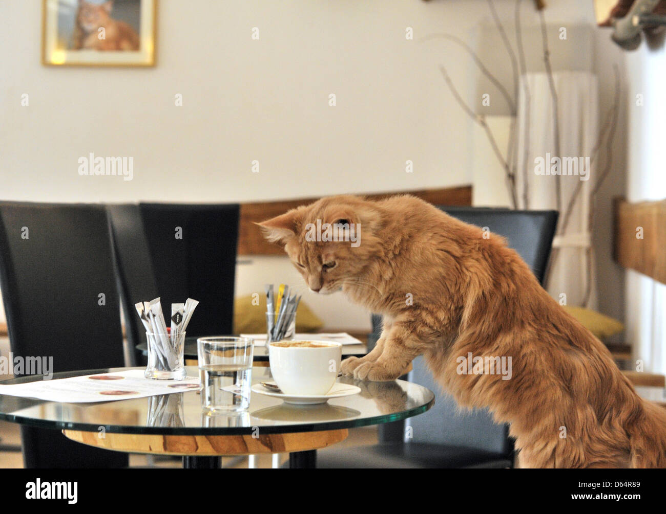 A cat observes an empty cup of coffee at Café Neko (Japanese for 'Cat ...