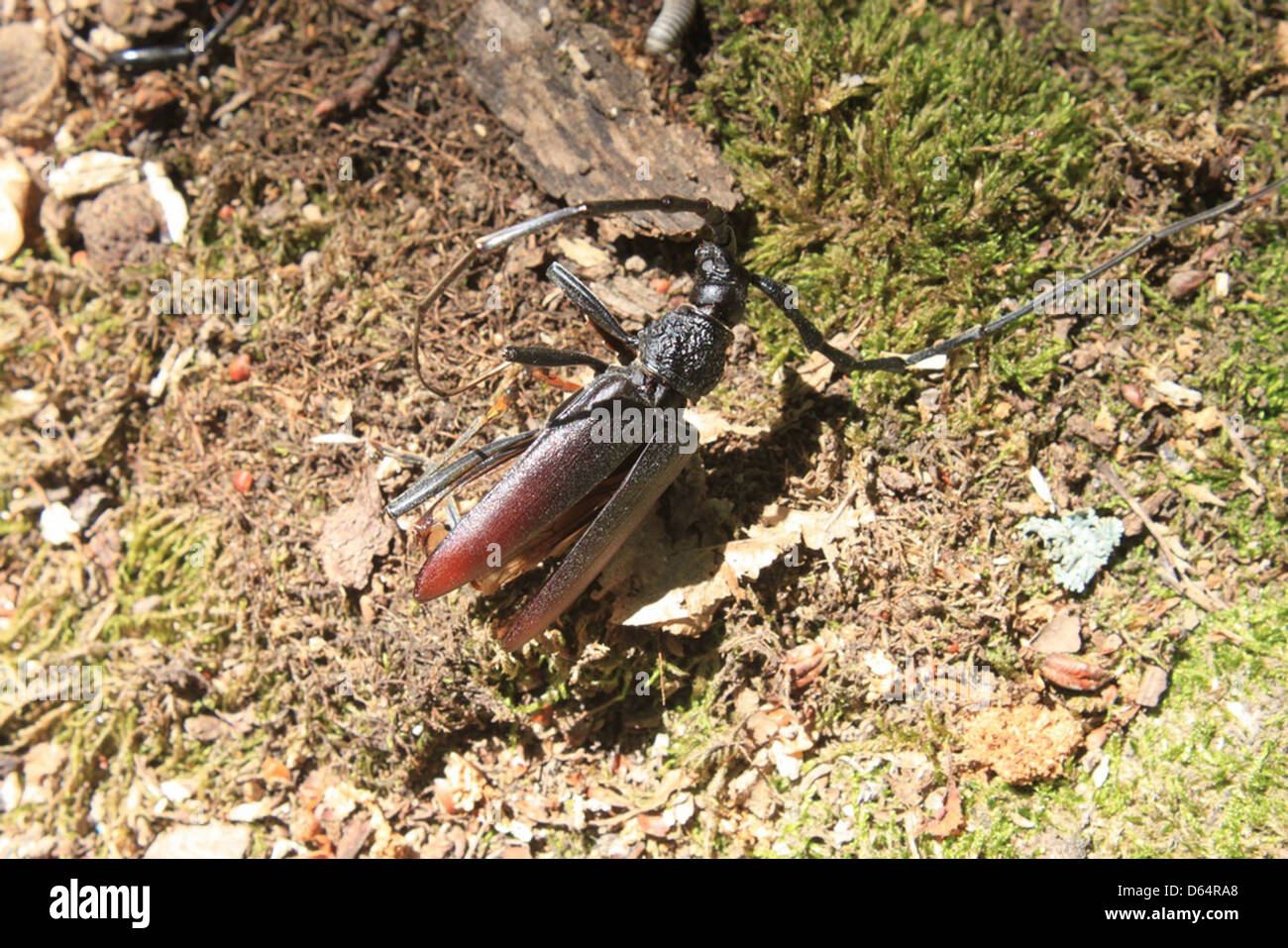 Dead insects on dry leaves in the forest serve as an indication of ...