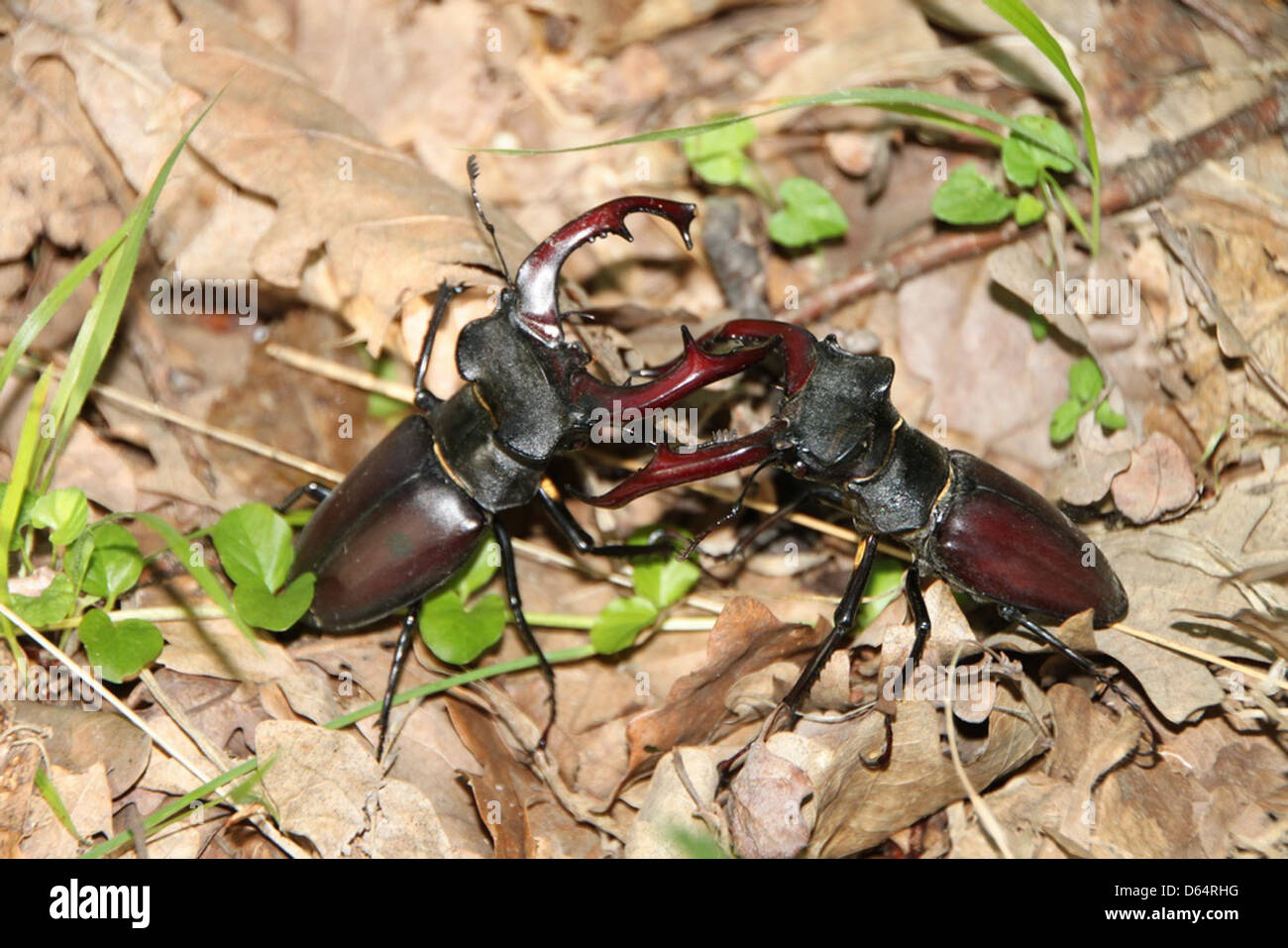 Stag beetles fighting hi-res stock photography and images - Alamy