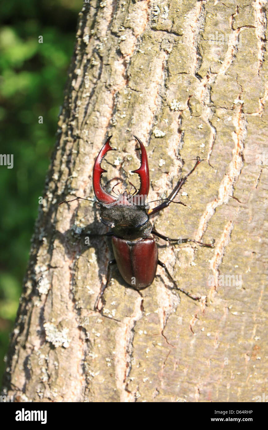 This image depicts a male stag beetle climbing a tree. The stag beetle ...