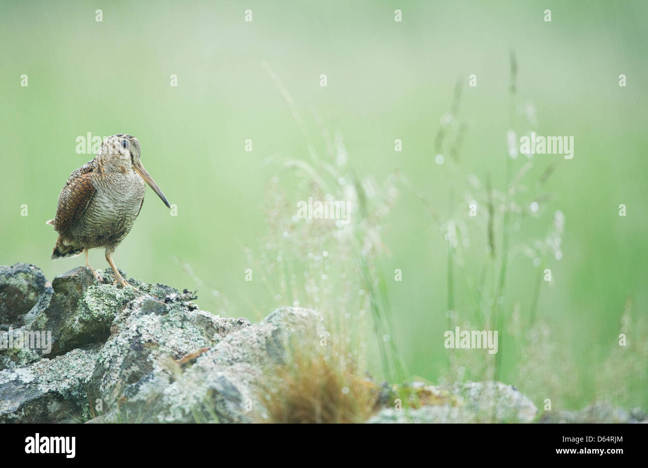 Scolopax rusticola hi-res stock photography and images - Alamy