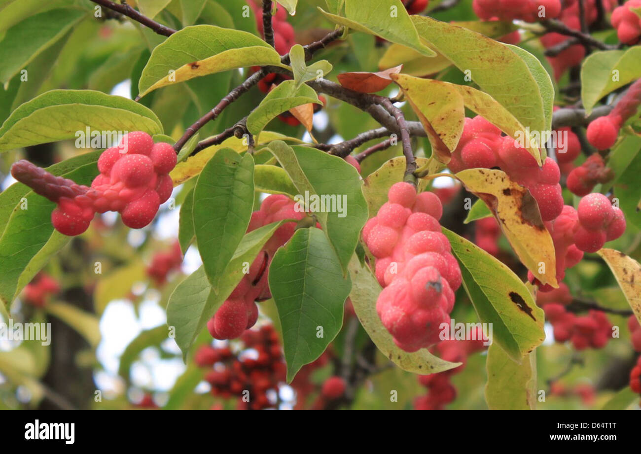 The image showcases ripe fruit from the Magnolia Stelata plant. Known ...