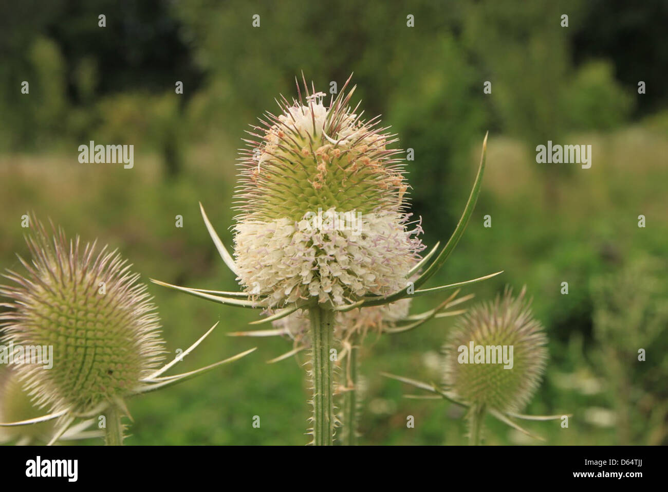 The Dipsacus sylvestris, commonly known as wild teasel, is a plant ...
