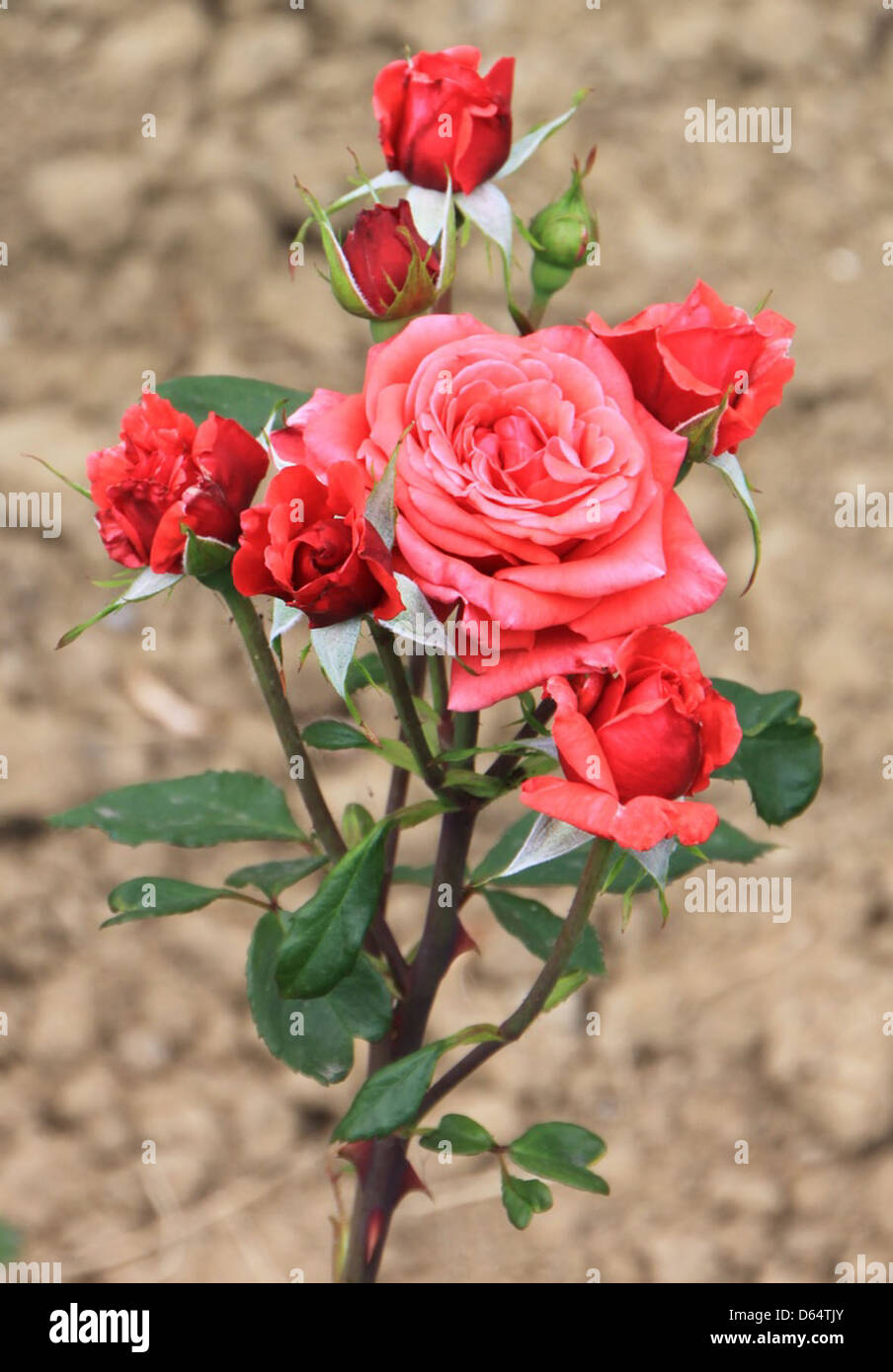 A close-up of red roses, showcasing their vibrant color and rich ...