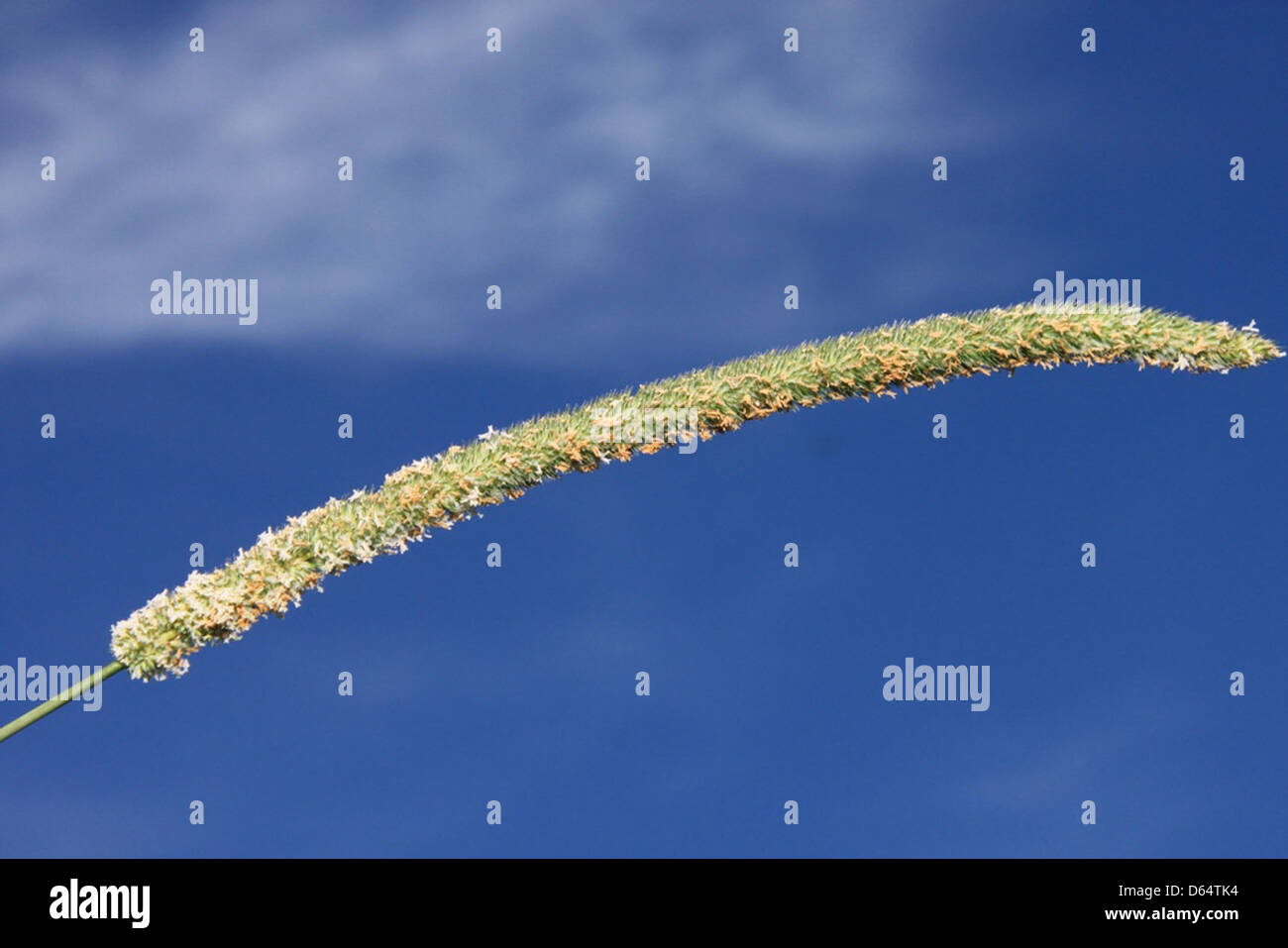 This image features grass ears swaying in the wind with green seeds ...