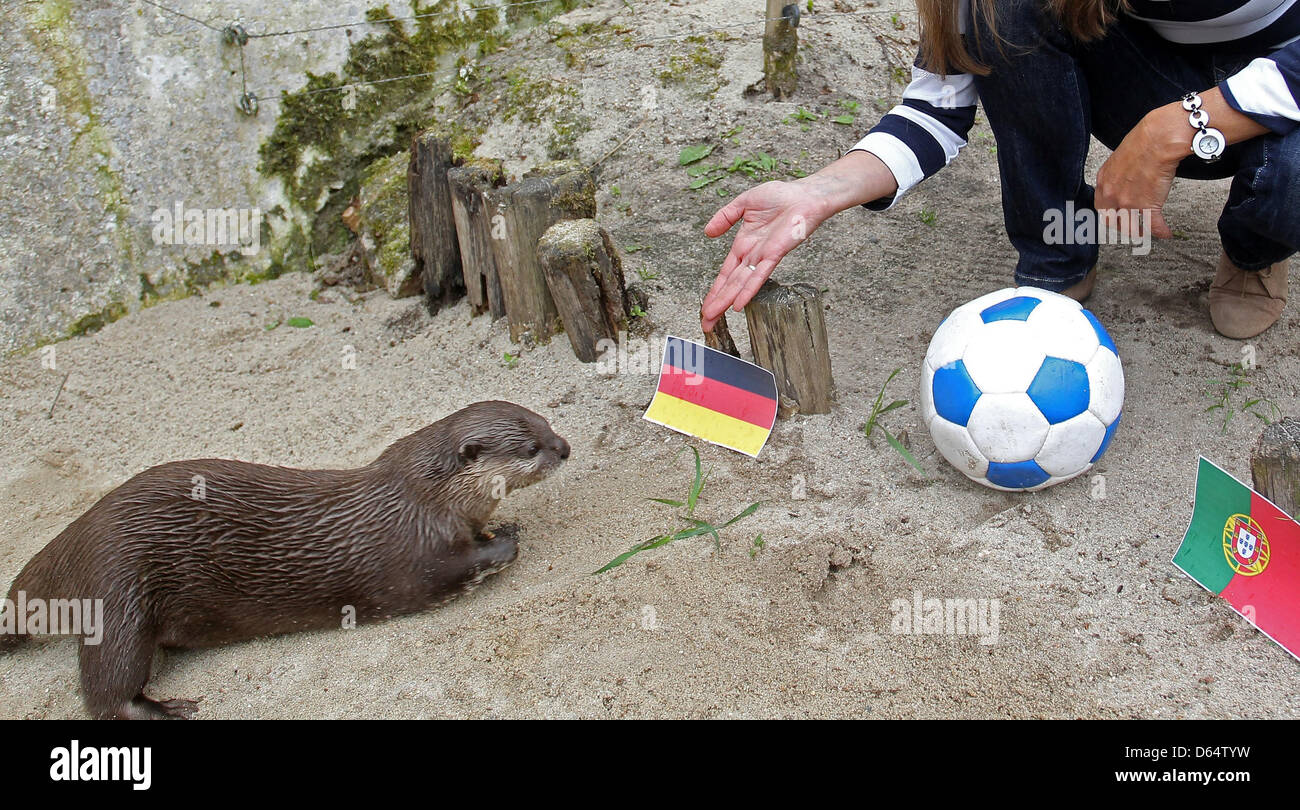 Otters faces hi-res stock photography and images - Alamy