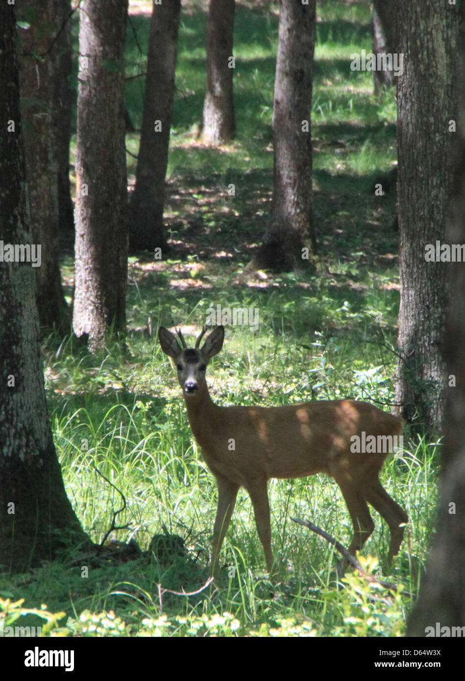 This image features a wild deer seen through trees in a forest. The ...