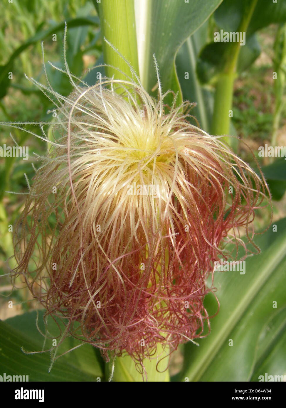 This image shows the delicate threads of corn silk, the long, silky ...
