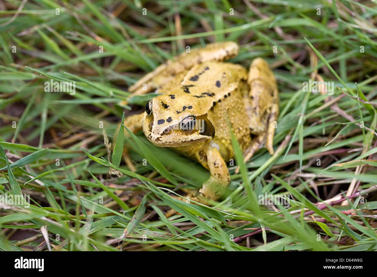 Photograph of a common frog on grass in a garden Stock Photo - Alamy