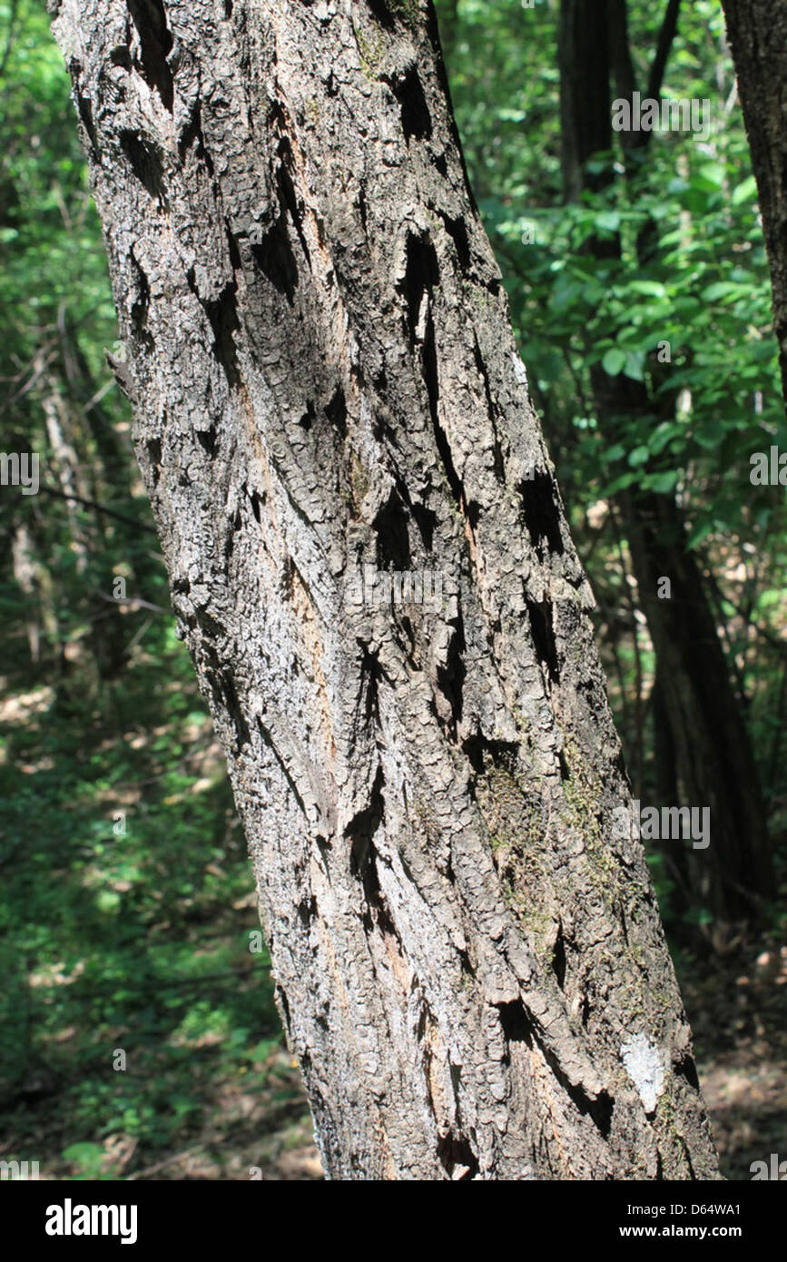 African Acacia Tree Bark