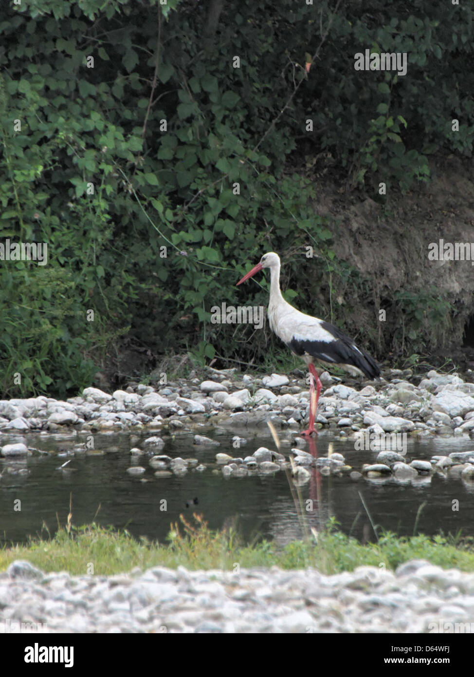 This image shows a white stork standing in the bed of a river. The bird ...
