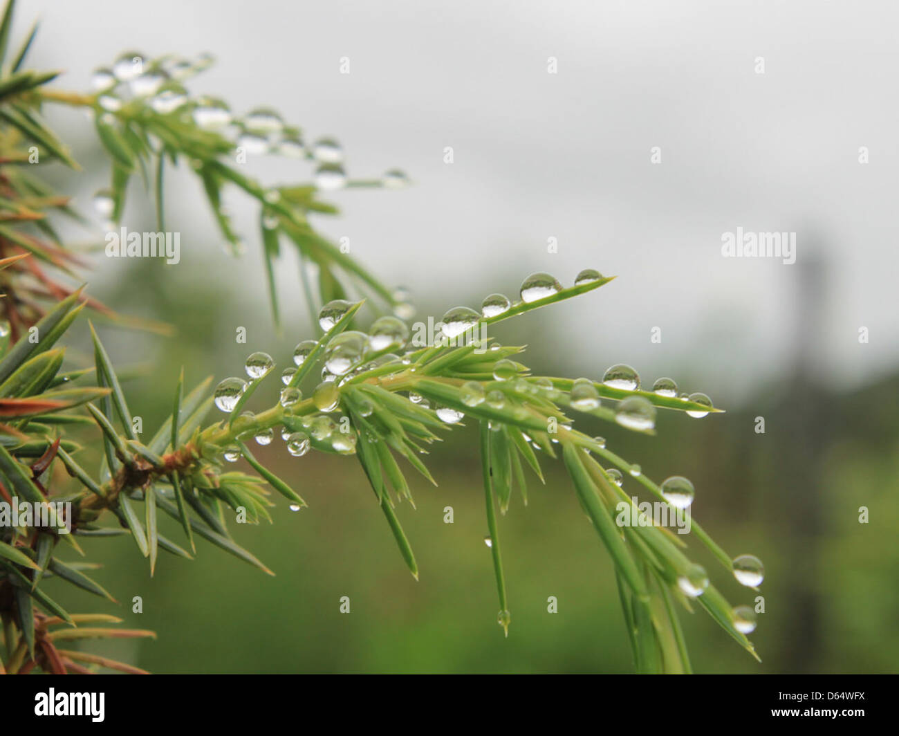 Water droplets cling to the needles of a juniper bush, creating a ...