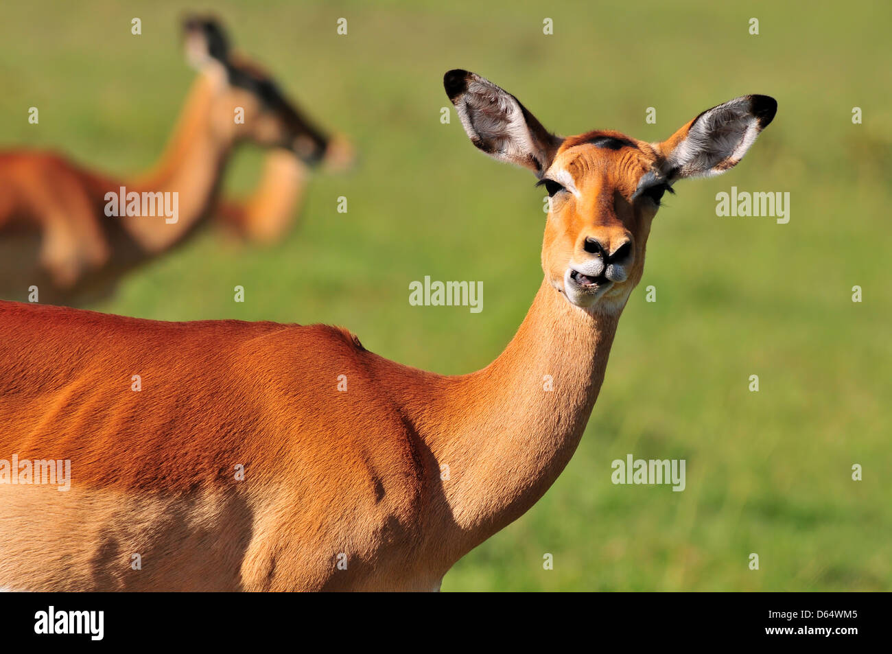 Impala eating hi-res stock photography and images - Alamy