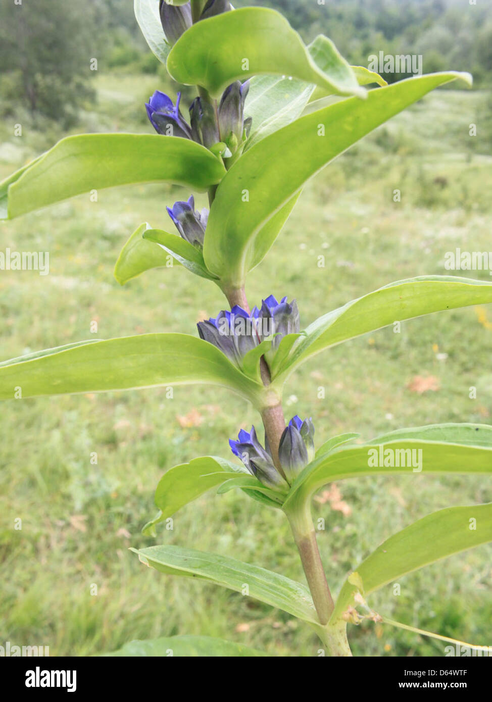 Star Gentian flowers, also known as Gentiana cruciata, blooming in a ...