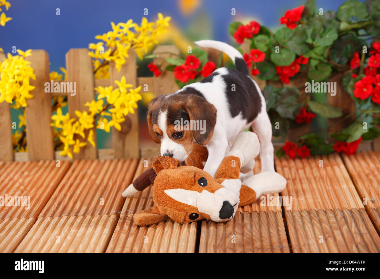 Beagle, puppy, 9 weeks, with cuddle toy |Beagle, Welpe, 9 Wochen, mit ...
