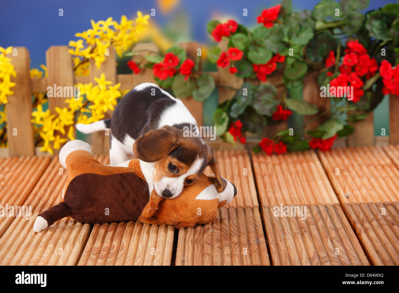 Beagle, puppy, 9 weeks, with cuddle toy |Beagle, Welpe, 9 Wochen, mit ...