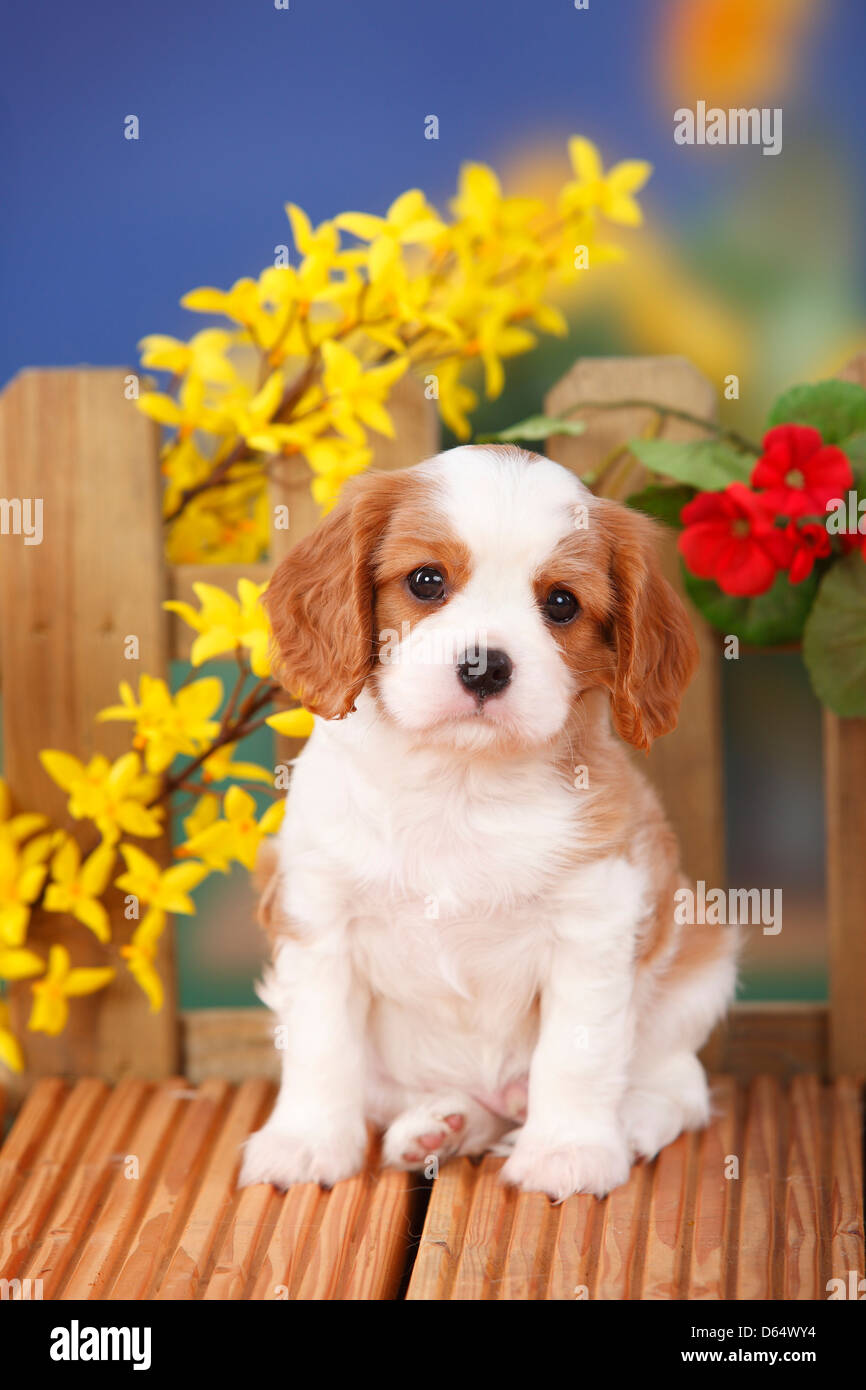Cavalier King Charles Spaniel, puppy, blenheim, 6 weeks |Cavalier King ...
