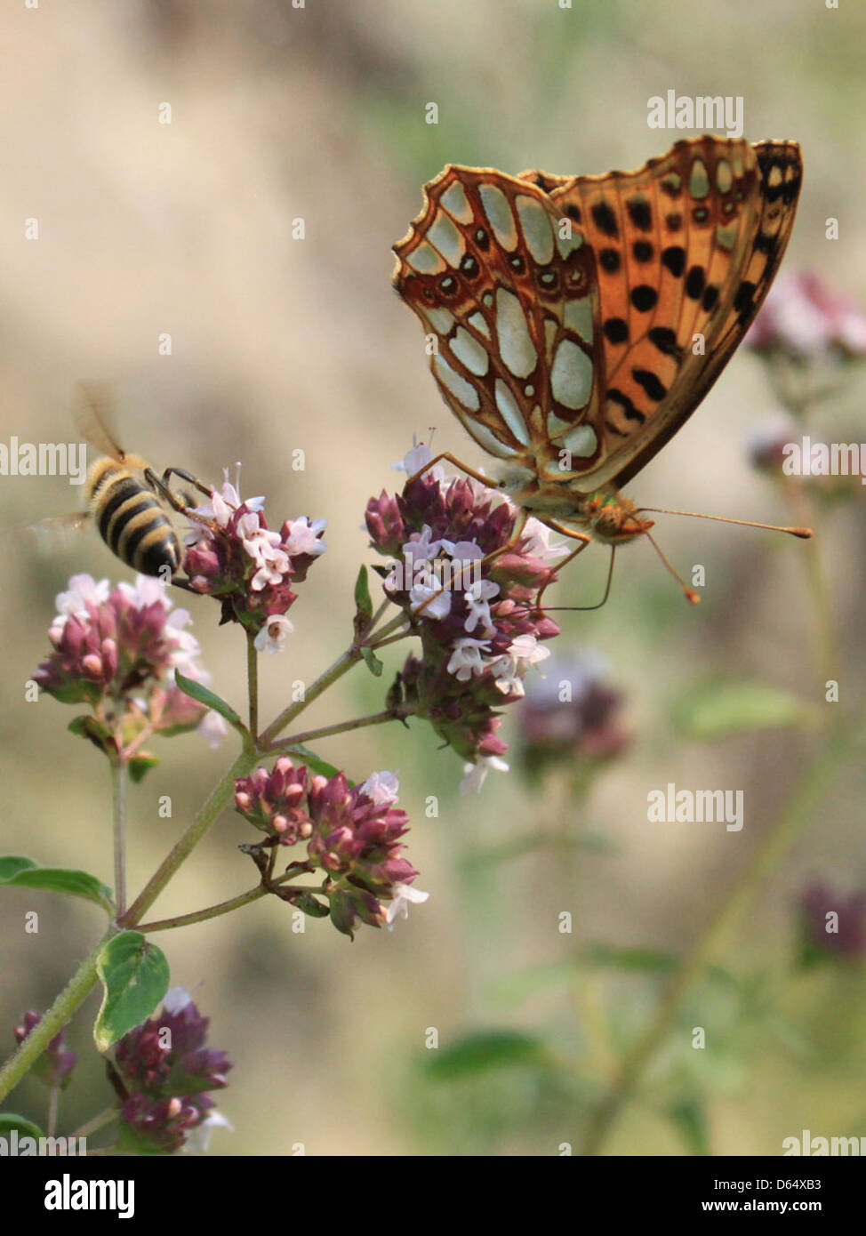 The Queen of Spain butterfly (Issoria lathonia) is a species of ...