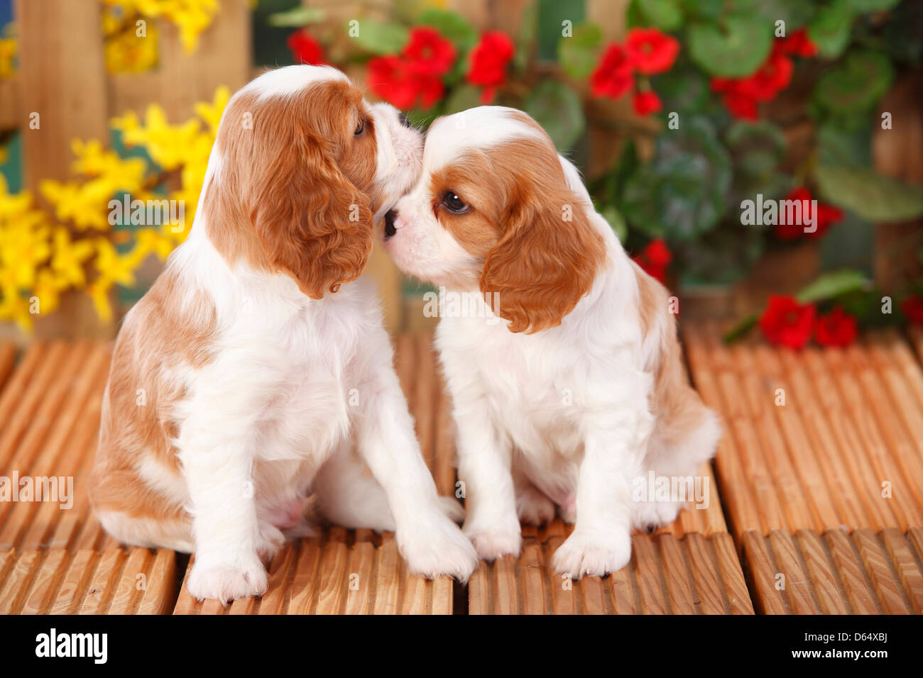 Cavalier King Charles Spaniel, puppies, blenheim, 6 weeks |Cavalier ...