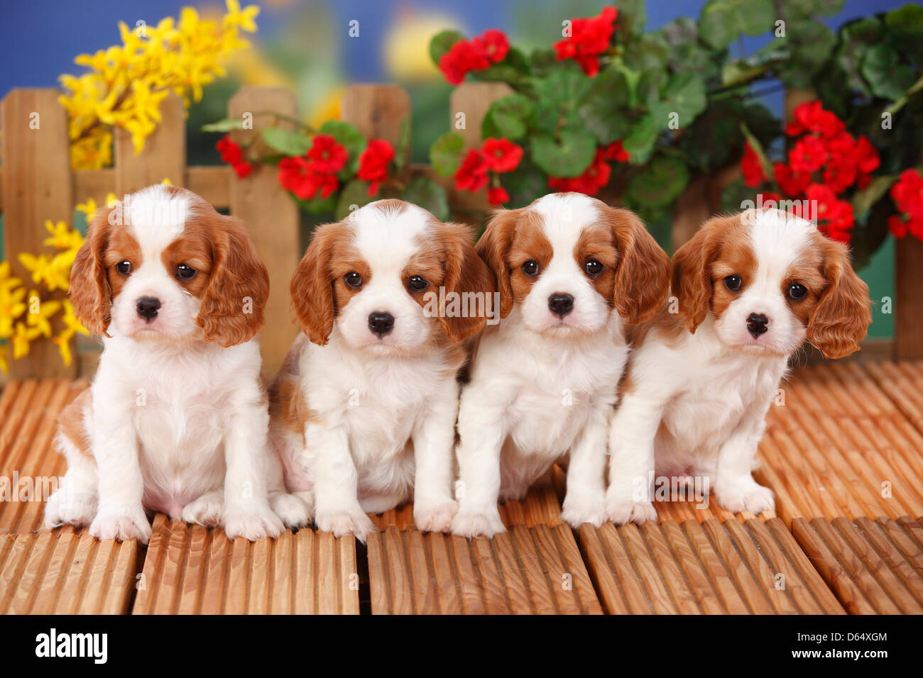 Cavalier King Charles Spaniel, puppies, blenheim, 6 weeks |Cavalier ...
