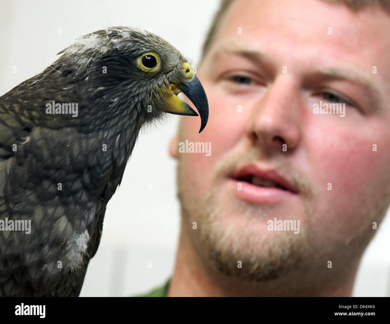 Parrot Nelson sits on the arm of his zoo keeper Sebastian Hiesener at ...
