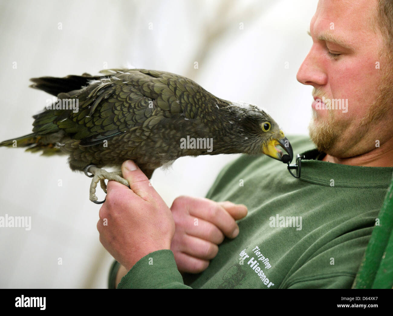 Parrot Nelson sits on the arm of his zoo keeper Sebastian Hiesener at ...