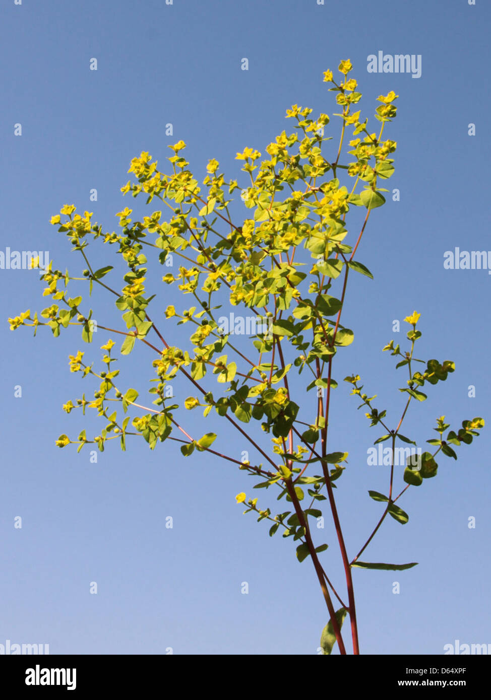 A close-up photograph of the Euphorbia cyparissias, also known as ...